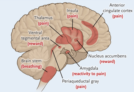 Periaqueduktal Gri (PAG)