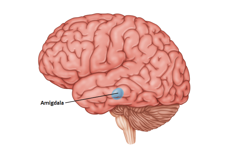 Amigdala
