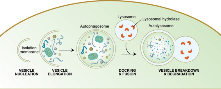 Unveiling the Lysosome: The Cellular Recycling Center