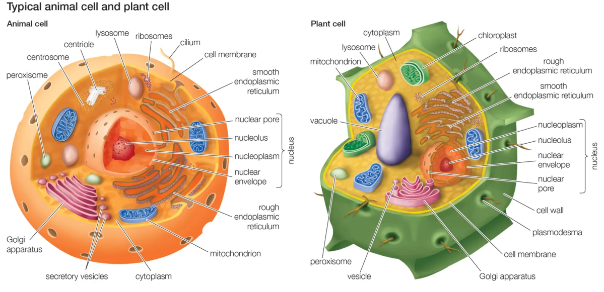 Leucoplast: Versatile Plant Organelle