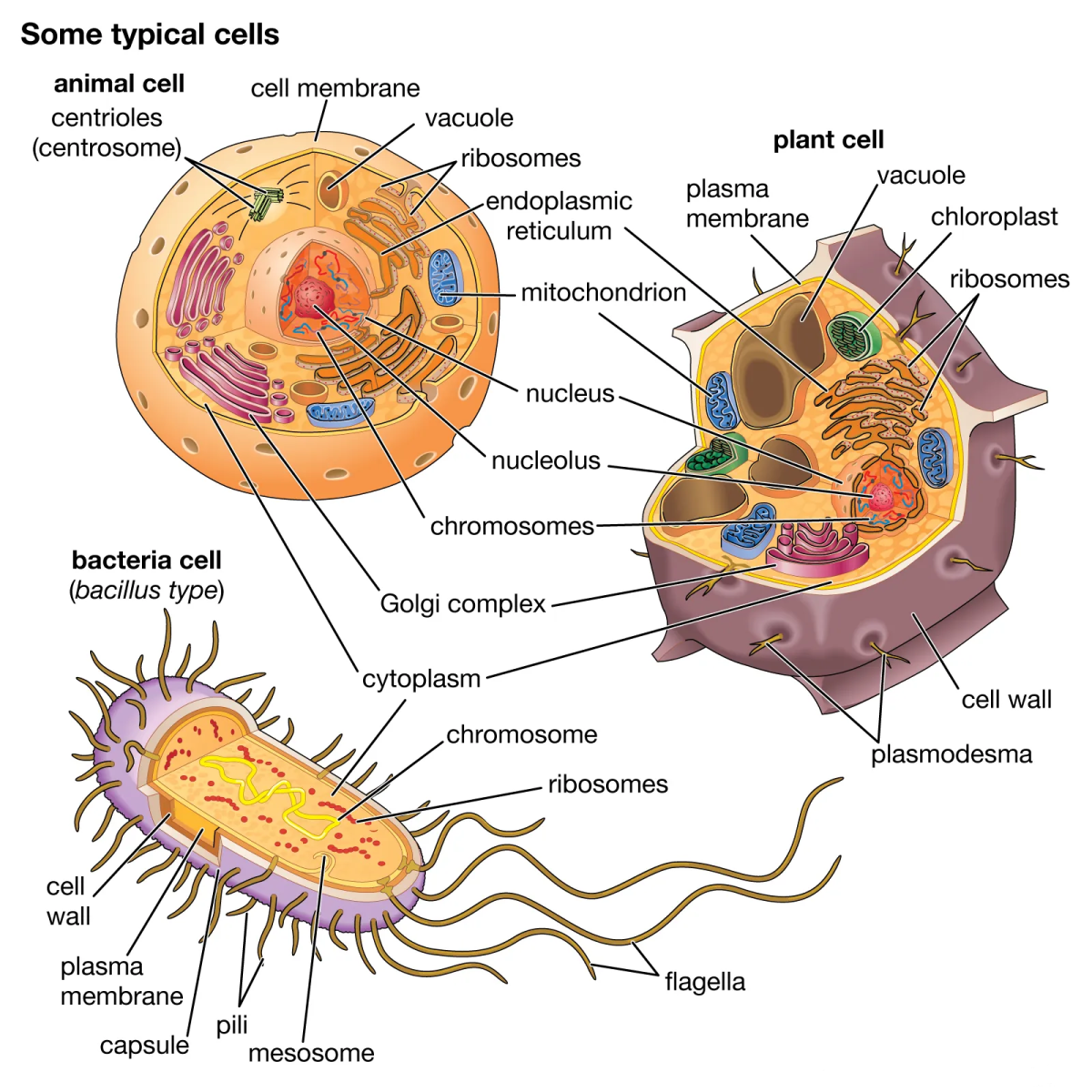 Prokaryotic Cell