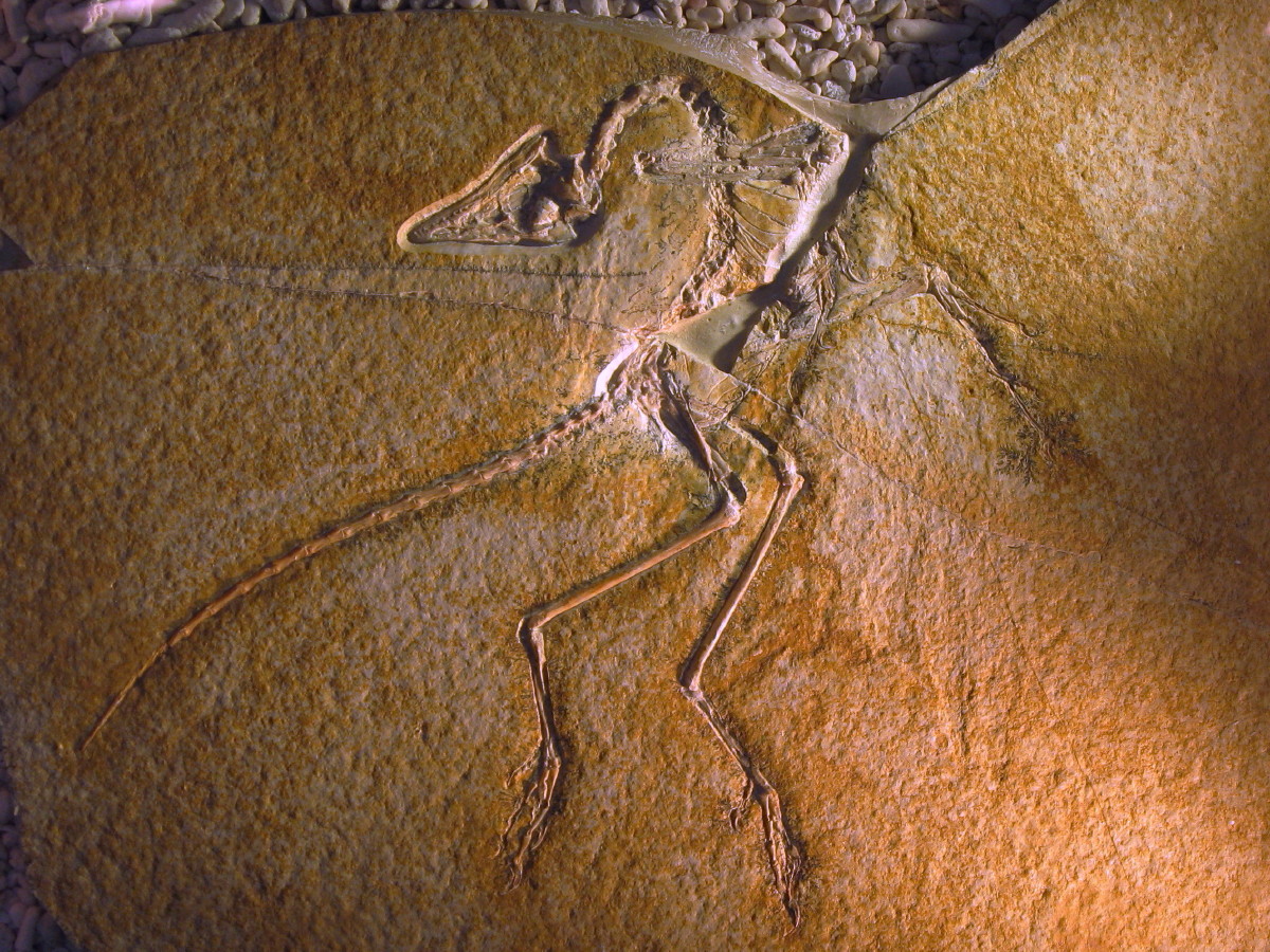 Chronological Dating of Archaeopteryx and Its Fossils
