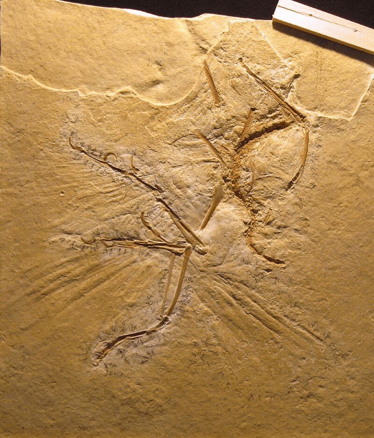 Chronological Dating of Archaeopteryx and Its Fossils