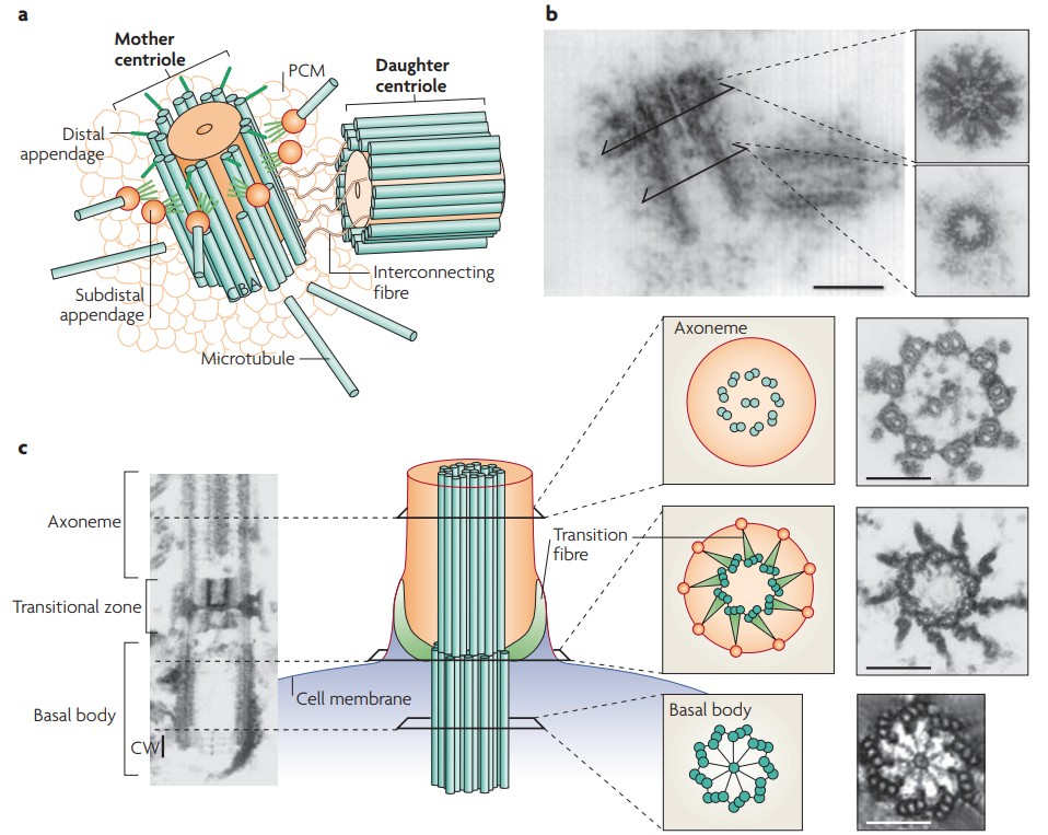 Illuminating the Centrosome: Unveiling the Orchestrator of Cellular ...
