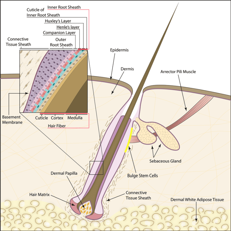 Exploring the Purpose of Hair on the Human Body