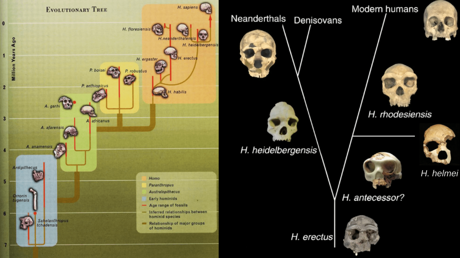 The Fall of the Neanderthal: What Happened to Our Cousins?