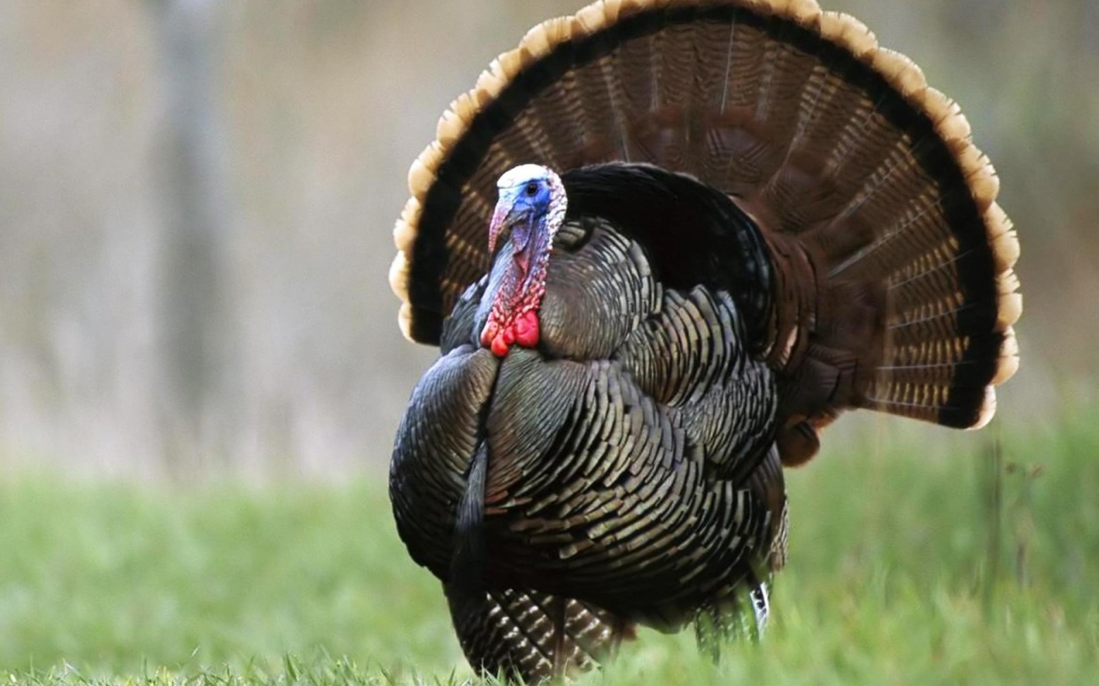 The Shared Name of Turkey (Animal) and Turkey (Country)