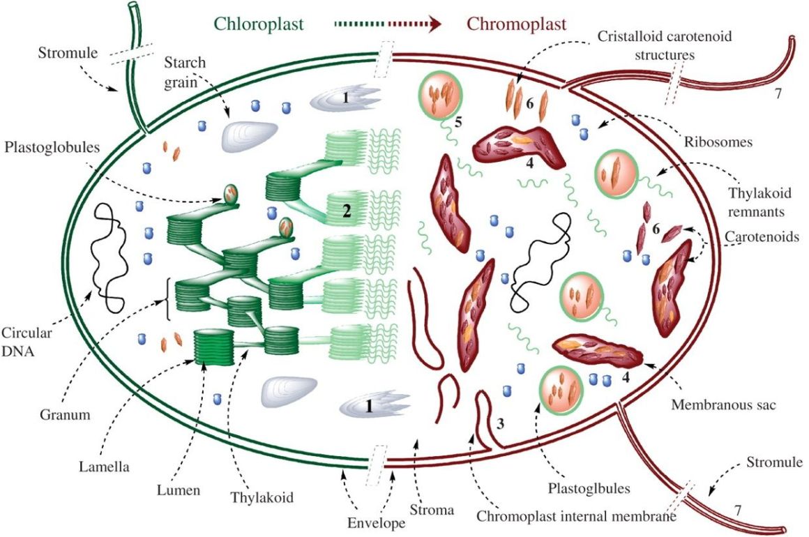 Chromoplast: The Colorful World of Pigment Synthesis