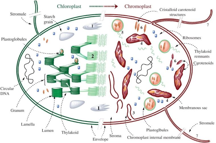 Chromoplast: The Colorful World of Pigment Synthesis