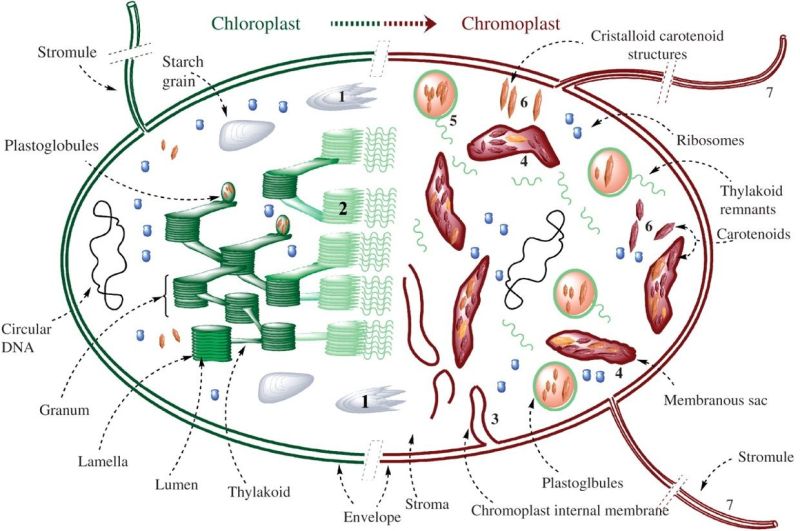 Chromoplast: The Colorful World of Pigment Synthesis