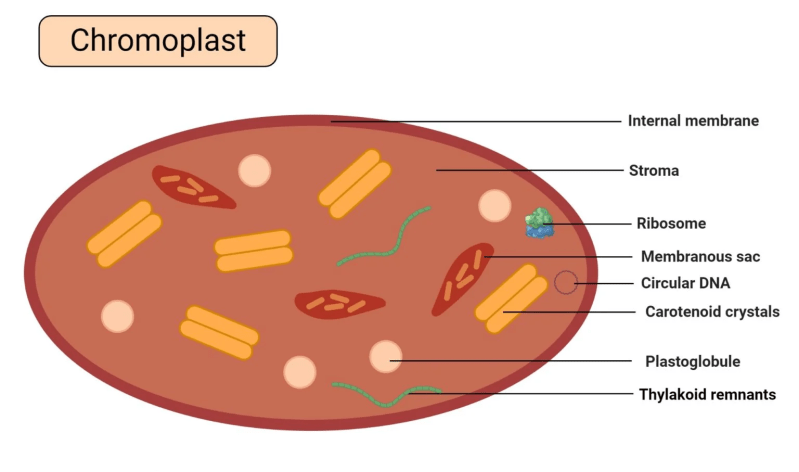 Chromoplast: The Colorful World of Pigment Synthesis