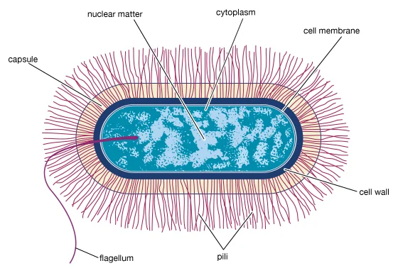 Prokaryotic Cell