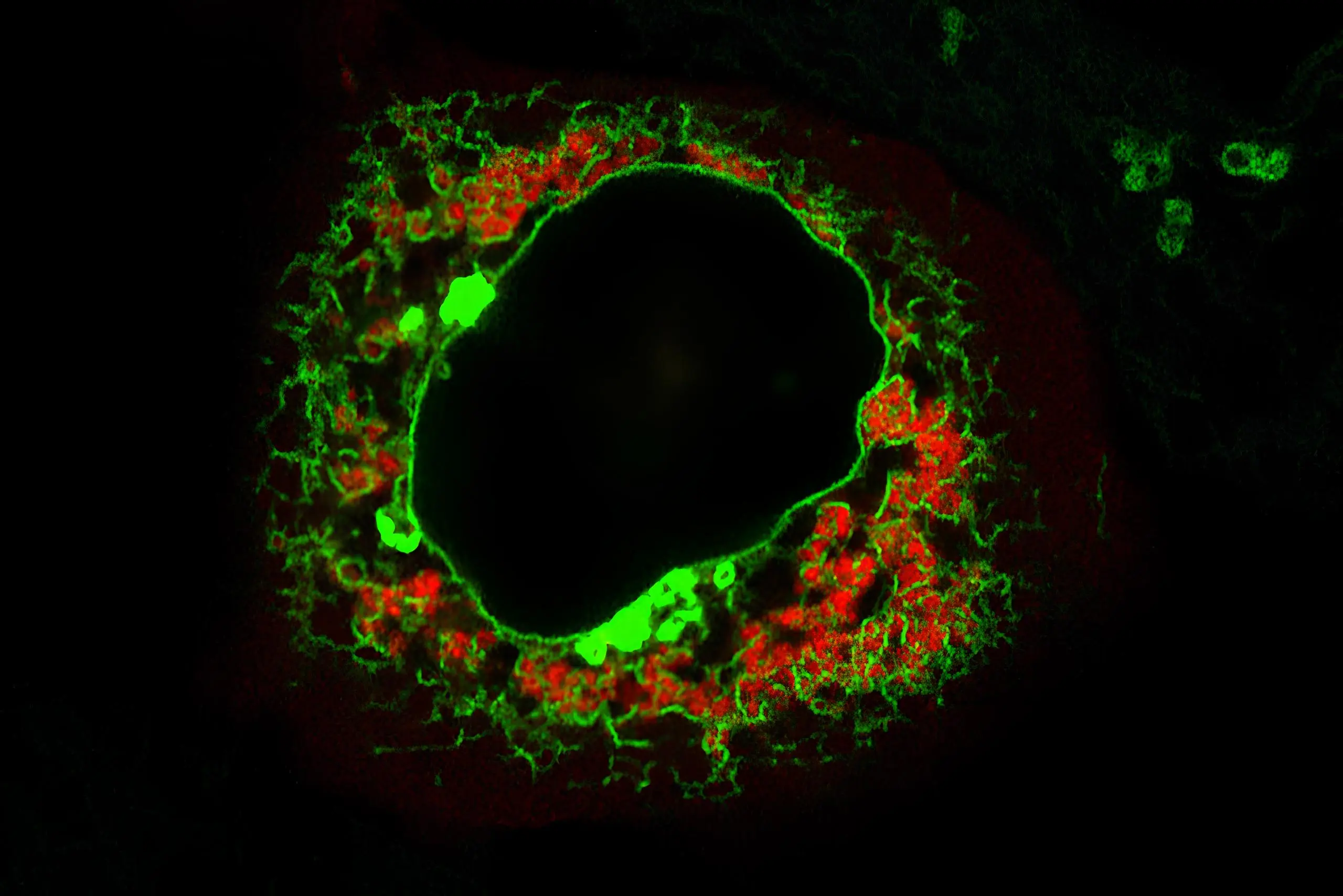 A Novel Insight into Cell Biology: How Intracellular Neighborhoods ...