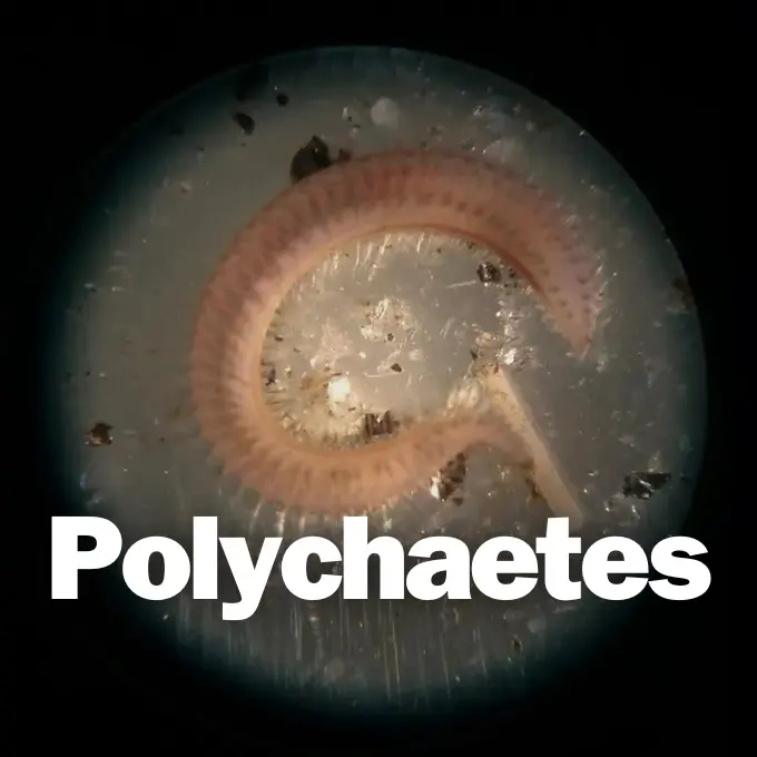 Polychaetes' New-Found Adaptation: The Coldest Survivors!